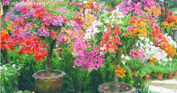 Wajib Tahu! 44+ Cara Menyambung Tanaman Bunga Kertas yang Banyak Dicari - Informasi Seputar ...