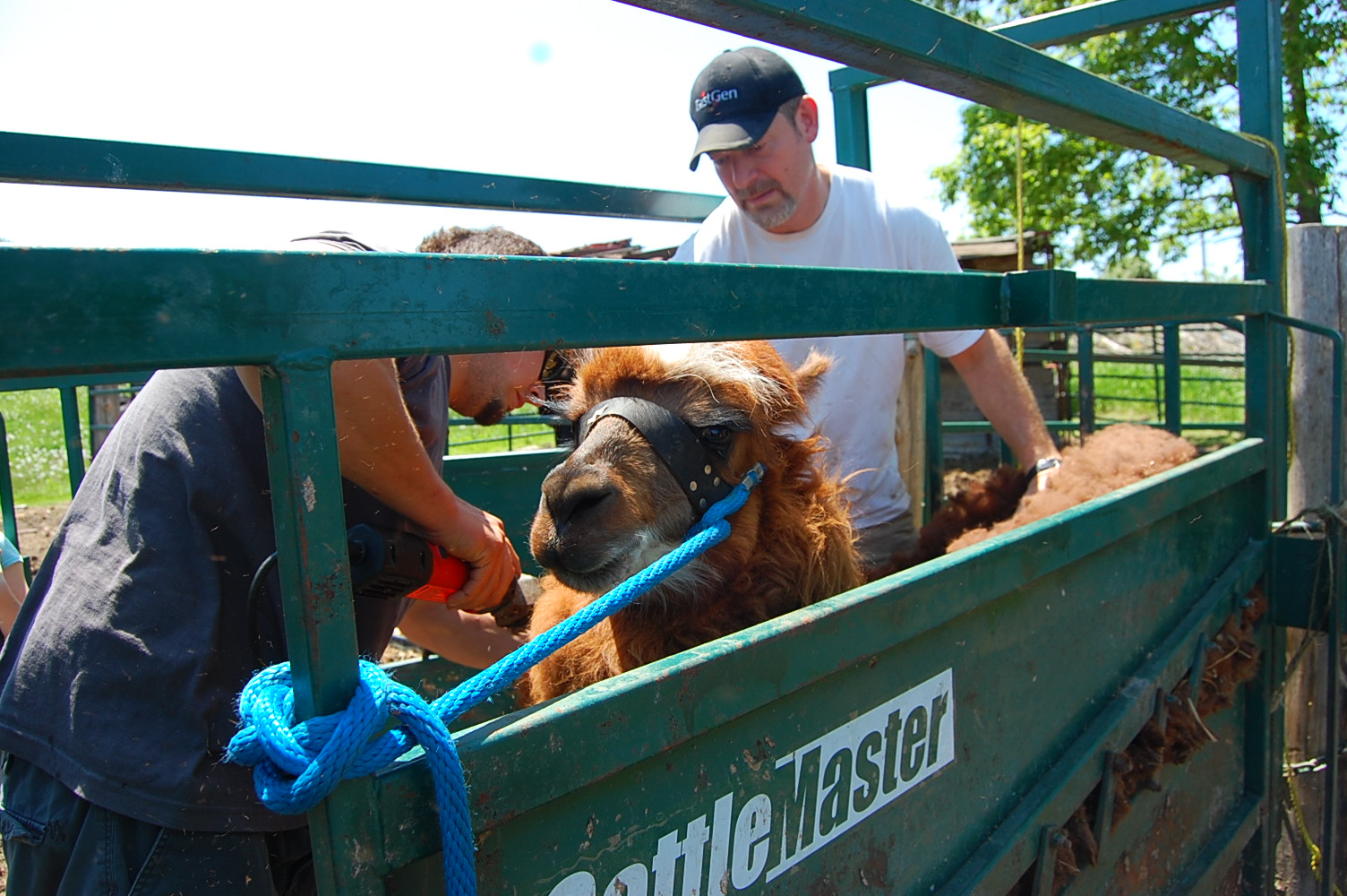 PROUD TO BE COUNTRY: Alpaca/llama Shearing