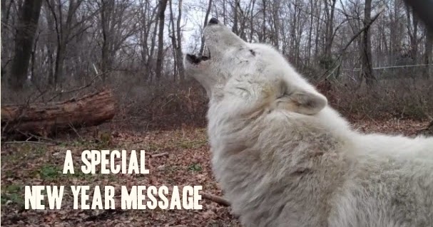 White Wolf : A Special New Year Message From Ambassador Wolf (Video)