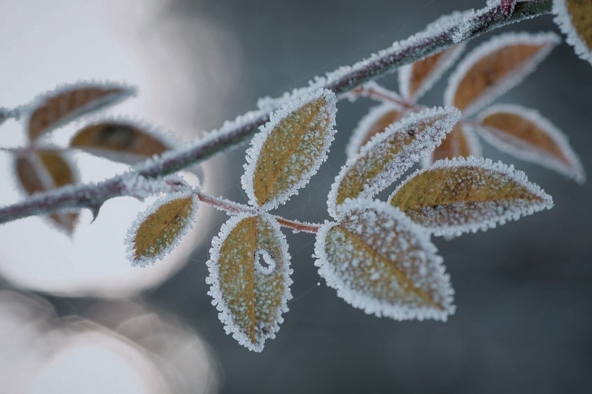 Паутина в вечерних сумерках Будни ведьмы в Паутине событий «Туманная Луна