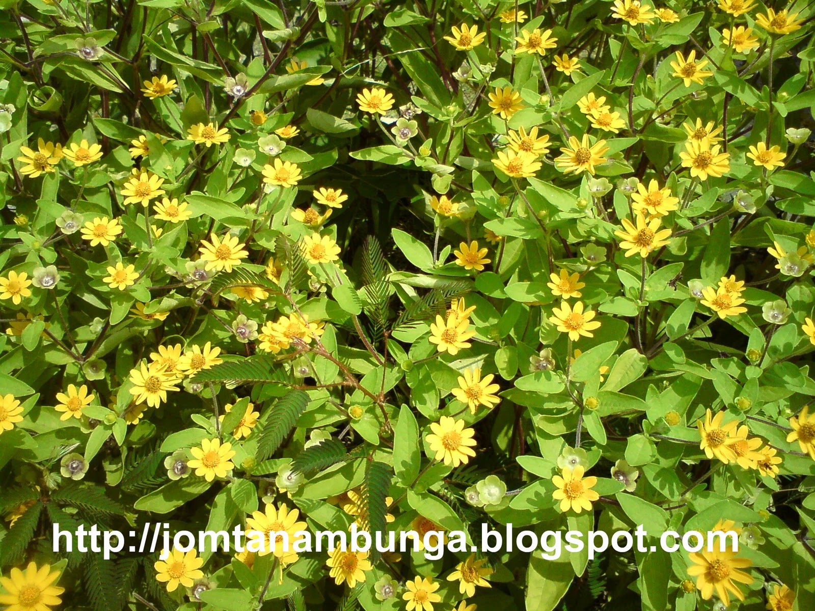 Cara Tanam Bunga Cosmos | tanamanbaru