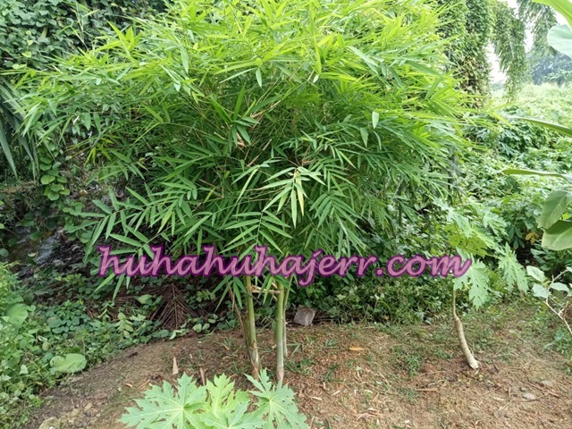 Tanam Pokok Buluh Rebung Madu, Hasilnya Bermanafaat... - blog santai ...