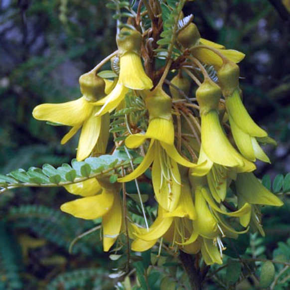 Caminantes del Desierto: LA GRAN BATALLA DEL TOROMIRO