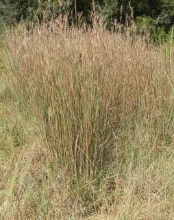 Binxi @ Sondela Hospitality & Nature Conservation: Trees