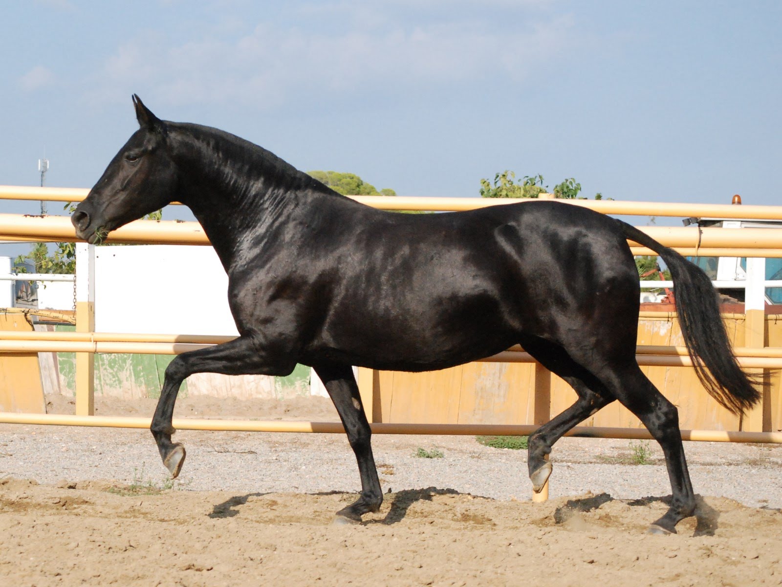 El Mundo del Caballo: ¿Conoces el PRE?