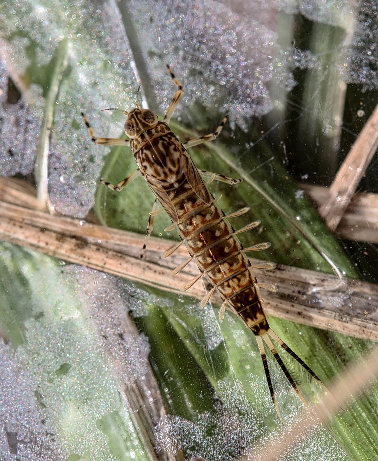 Aquatic Insects of Central Virginia
