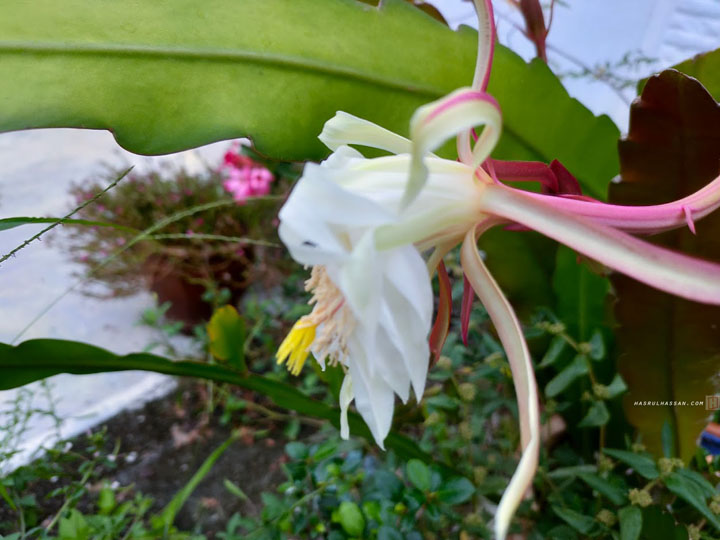 Bunga Bakawali - Kaktus Unik Manfaat