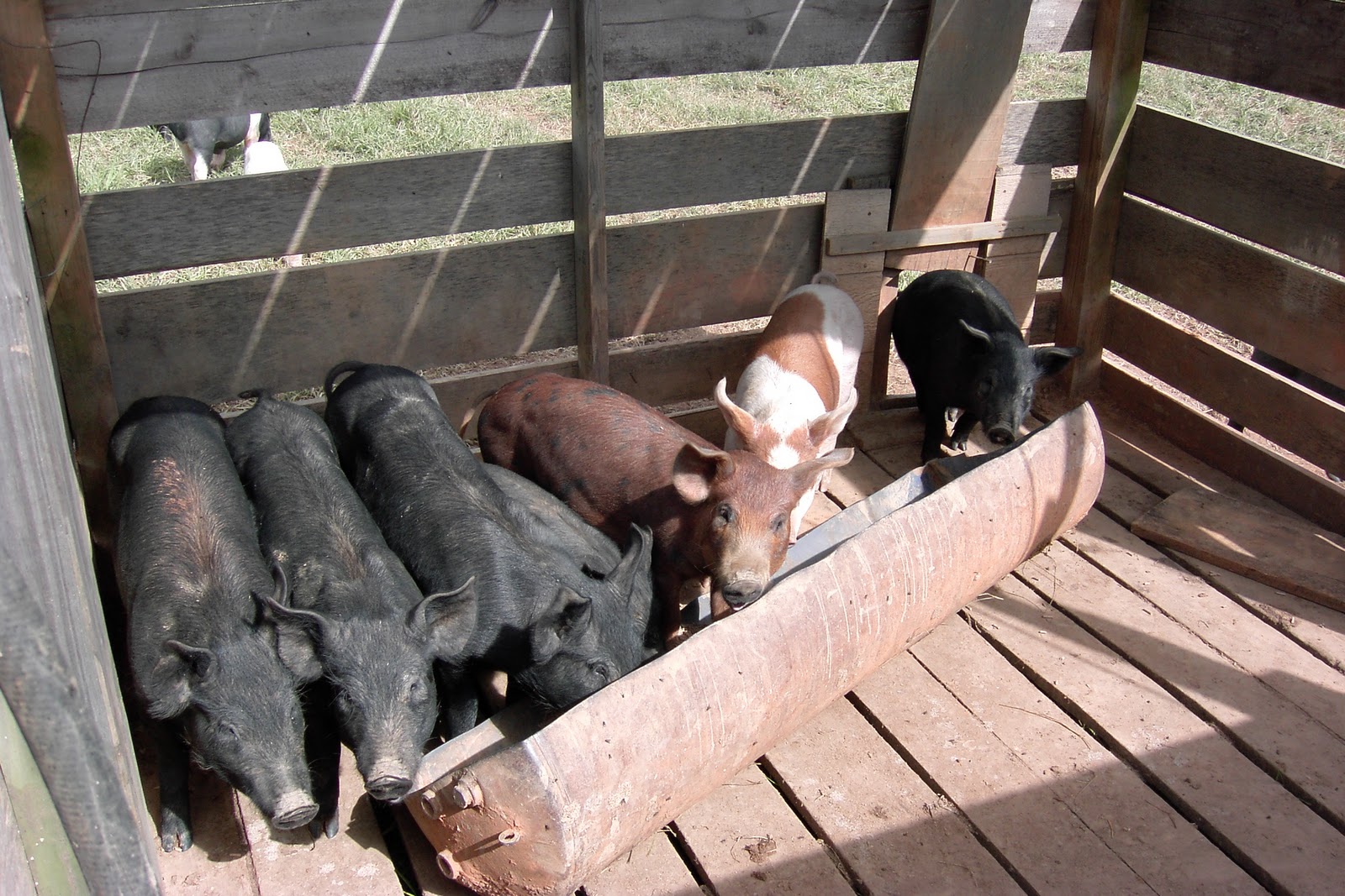 Faith Farm Foods: Rotational grazing for piglets.