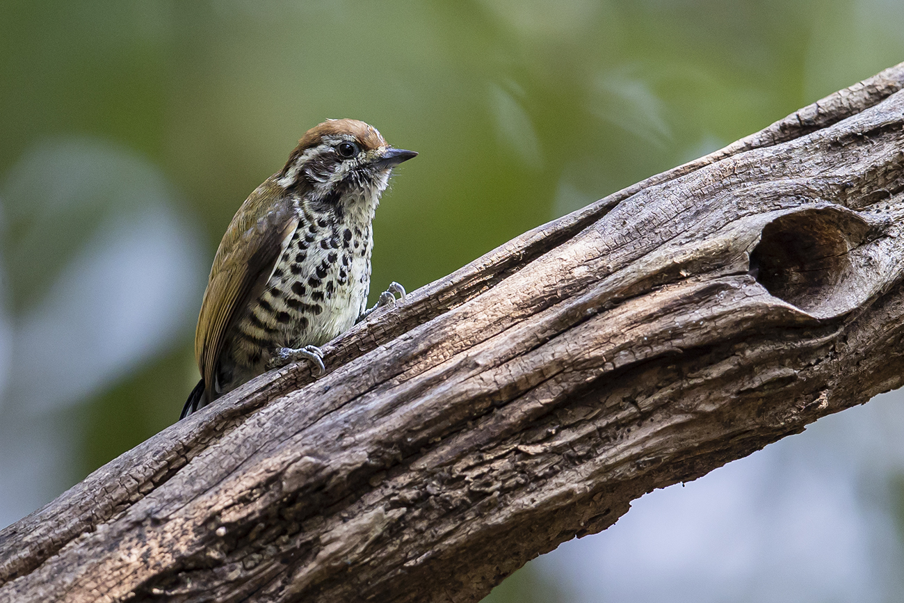 As The Crow Flies - a Hong Kong Birding Blog: White-spectacled Warbler ...