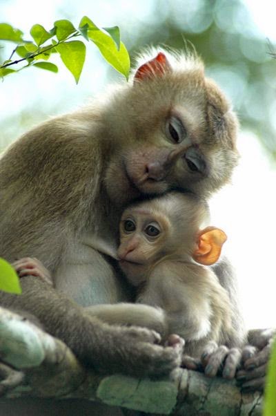 Animal mothers and their babies ~ Stunning nature