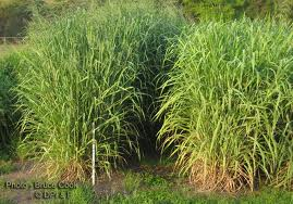 Distagrosurca a.c Semilla de Pasto Angel.urdanetag@hotmail.com ...