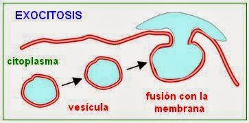 LAS PEQUEÑAS COSAS DE LA VIDA: Endocitosis y exocitosis
