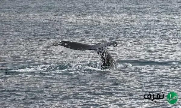 ما هي أنواع الحيتان ، ومعلومات مثيرة للاهتمام عنها