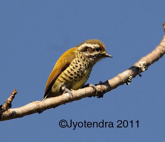 Tierra de tucanes y pájaros carpinteros: Carpinterito moteado (Picumnus ...