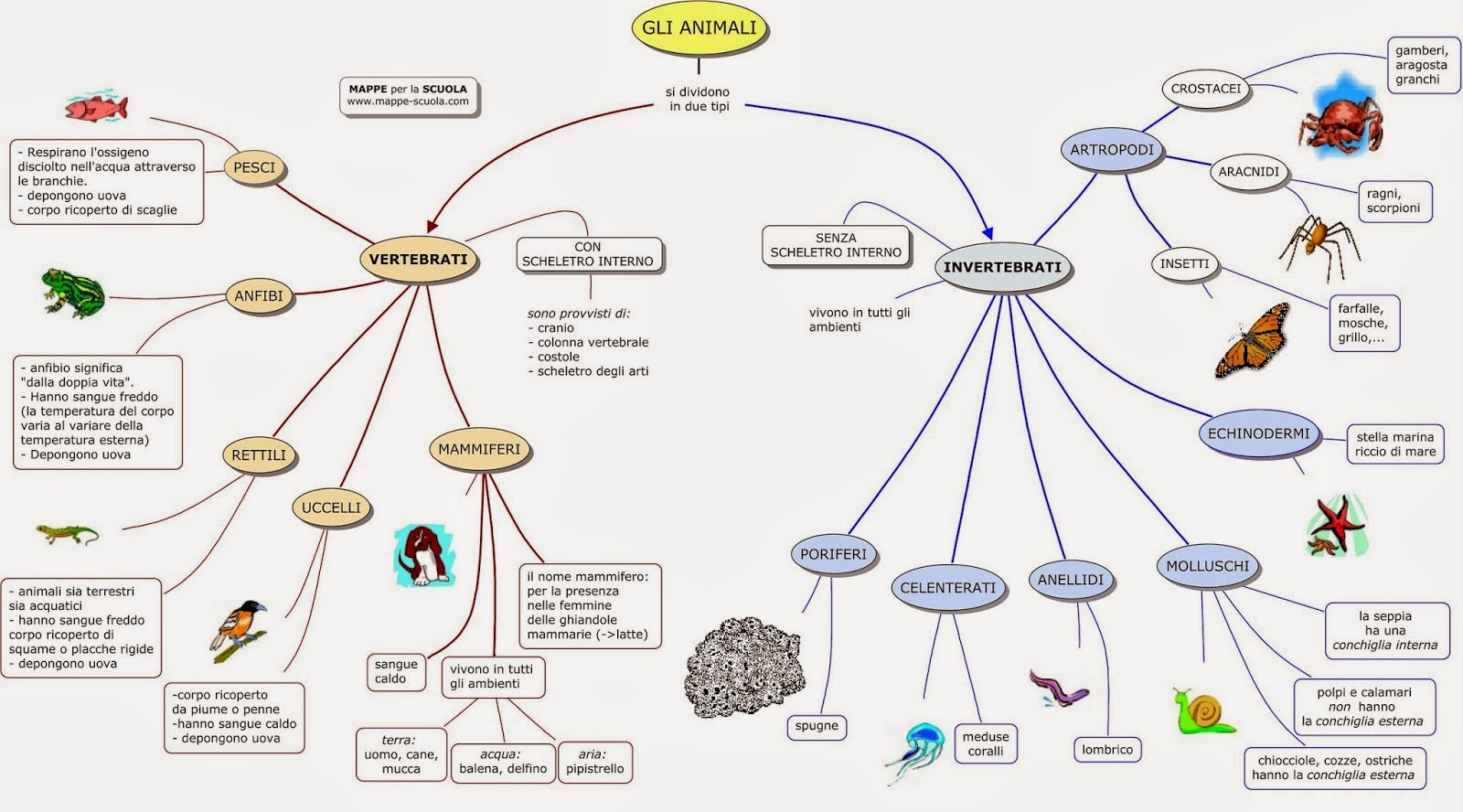 Foto Di Animali Invertebrati