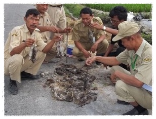 Gambar Tikus | Dunia Binatang