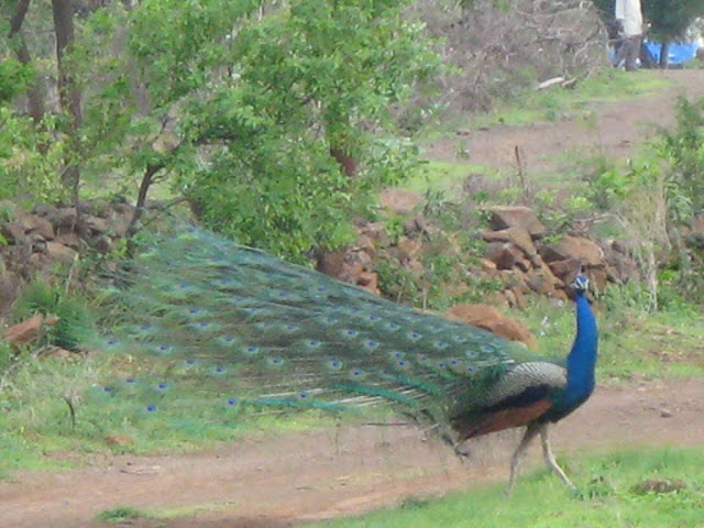 Wanderlust: Morachi Chincholi