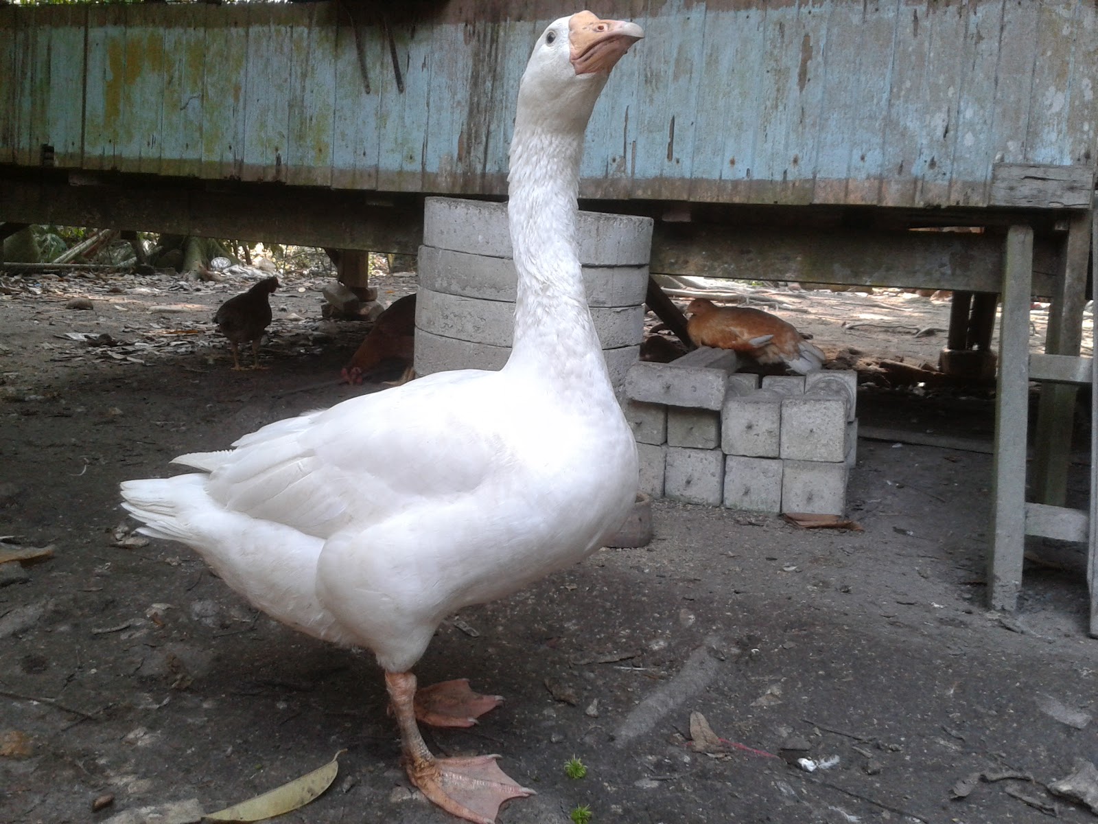 Zealous Farm: angsa putih