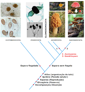 BIOLOGIA PARA A VIDA : MICOLOGIA: RELACIONAMENTO ENTRE AS DIVISÕES DO ...