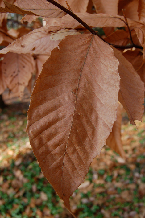 Juniper Hill: Turning Over A New Leaf: How Senescence, Marcesence, and ...