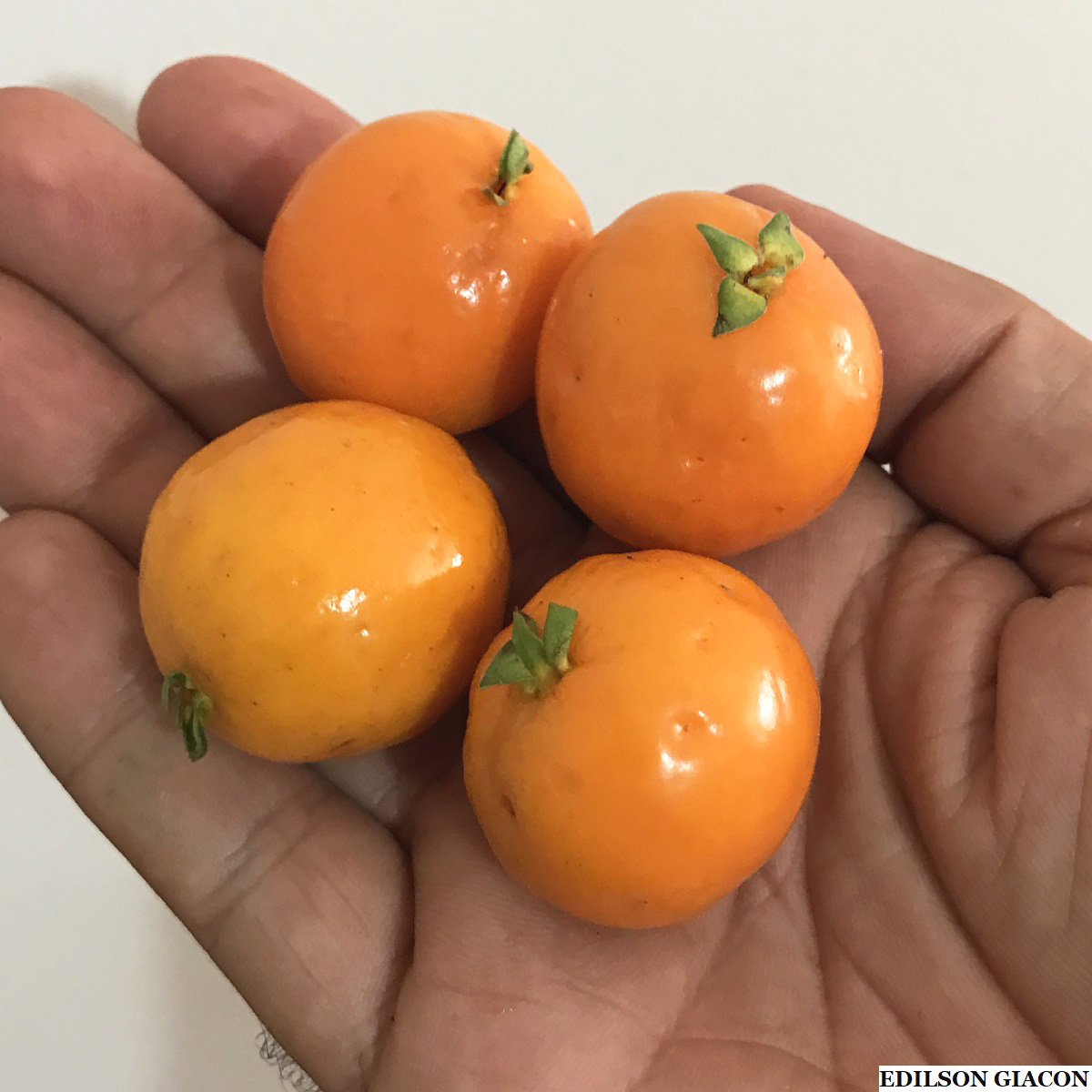 Viveiro Ciprest - Plantas Nativas e Exóticas: Ubaia Amarela ( Eugenia ...