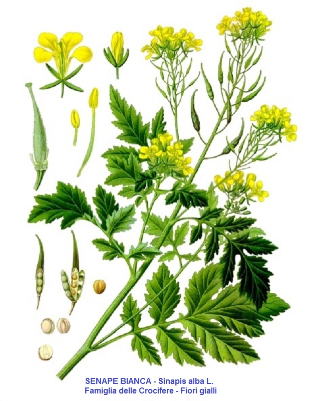 CURARSI CON LA SENAPE - Blog di pociopocio