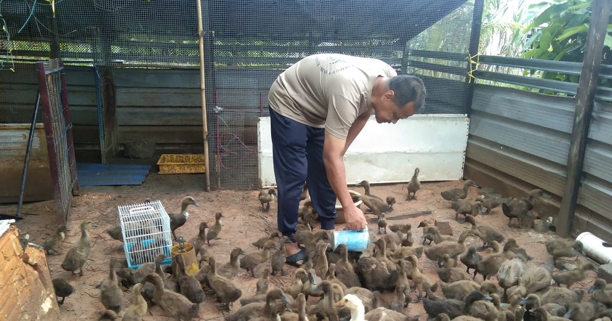Nilai: KEBAIKAN ISI SIPUT GONDANG EMAS DIBERIKAN KEPADA ITIK