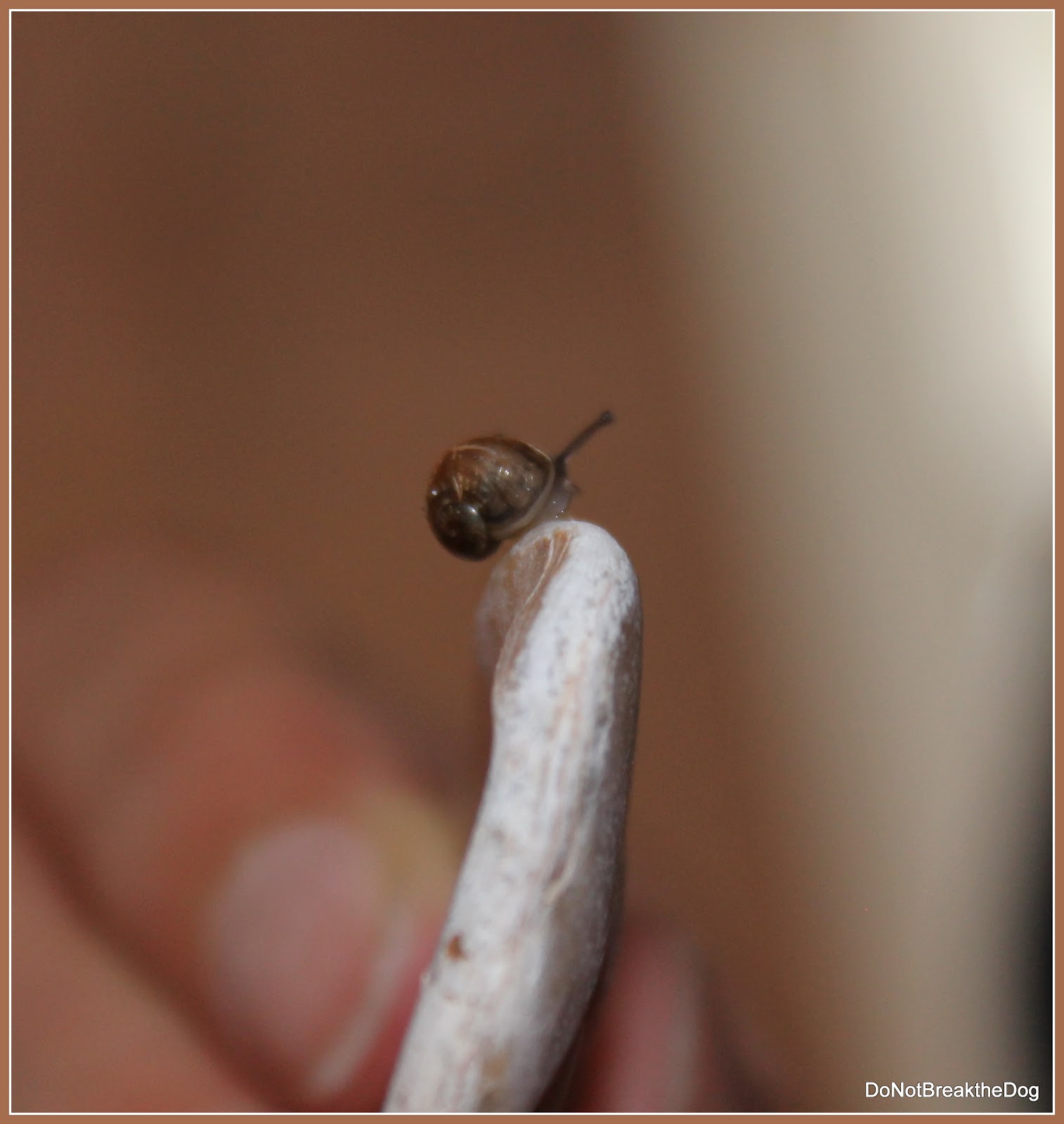Do Not Break the Dog: WORLD'S SMALLEST SNAIL...?