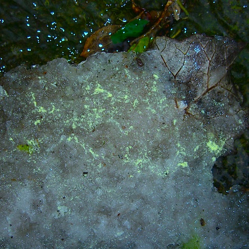 Theobrominated: Yellow snow.