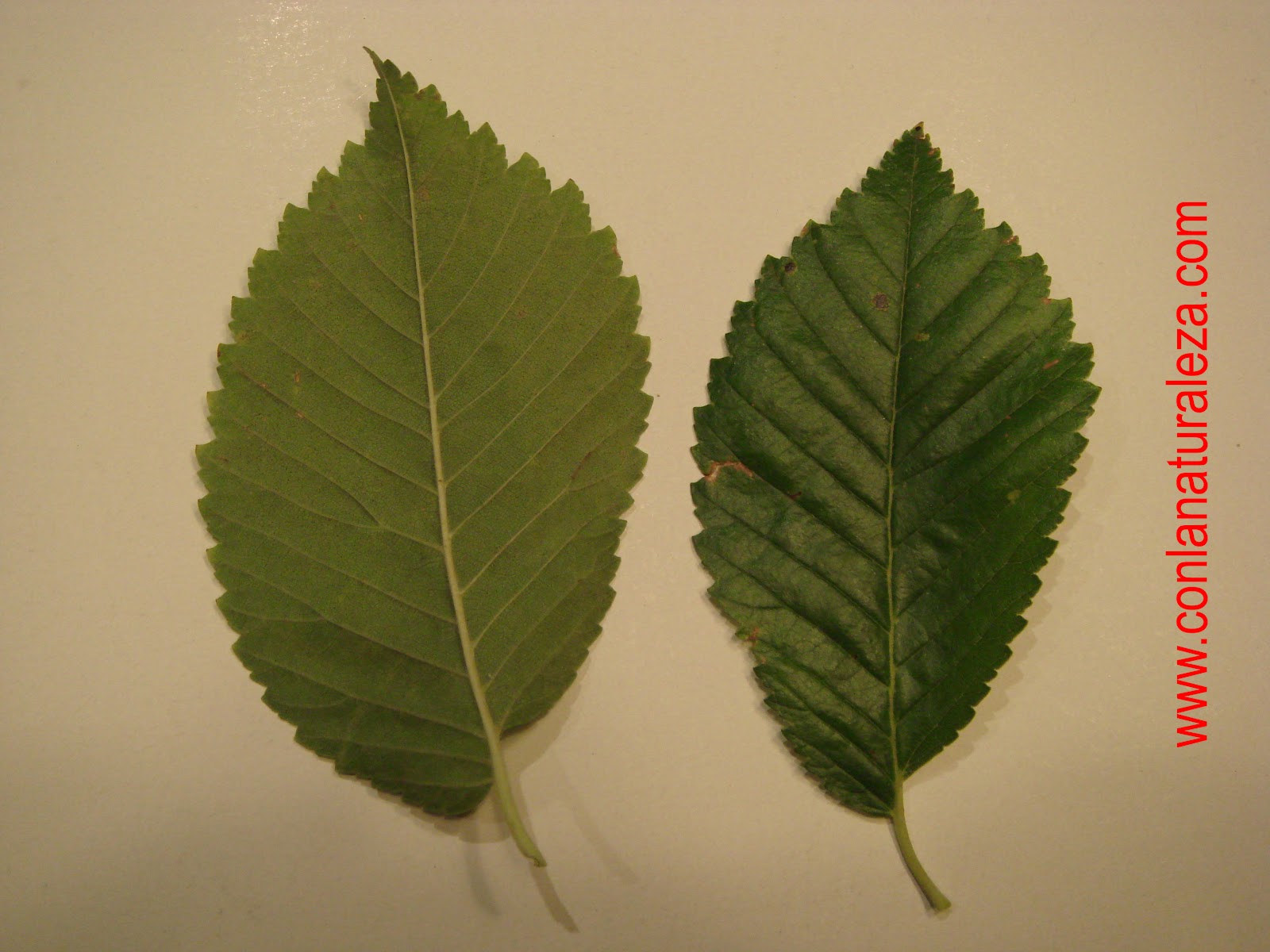 Flora urbana de Getafe: Olmo común