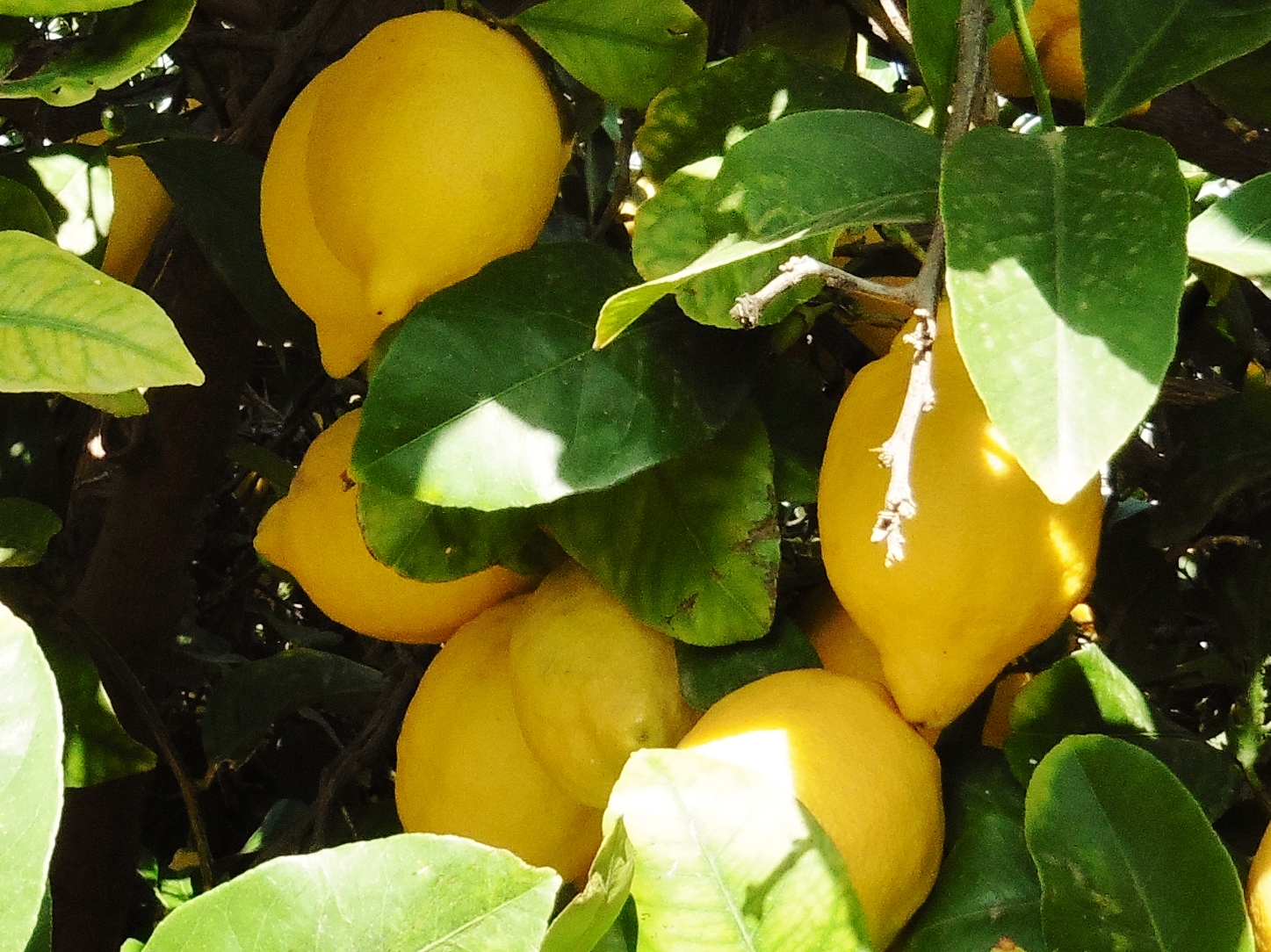 VITO VITELLI agronomo: LIMONE “VERNA” (Citrus limon). IL LIMONE DELL'ESTATE