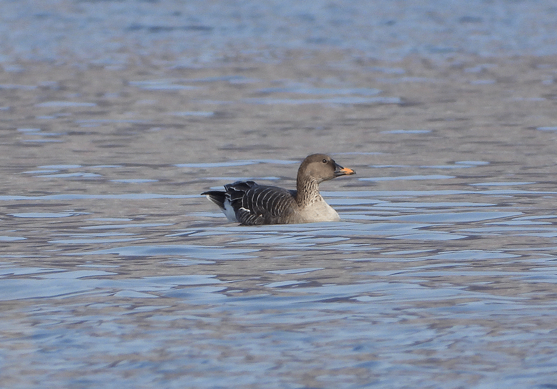 C.R.O.S. Varenna: Oca granaiola della tundra (ssp.) (Anser fabalis ...