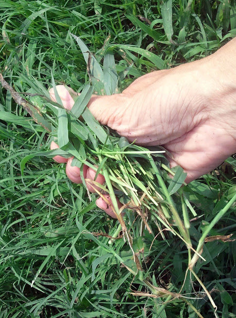 How to Feed Grass to Penned Chickens - Fresh Eggs Daily® with Lisa Steele