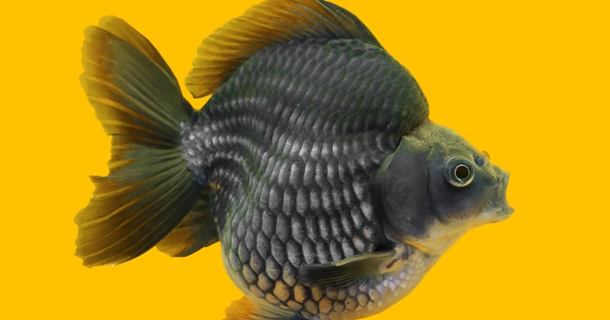 How to Choose a Good Feed for Ryukin Goldfish - fish-hobbyist