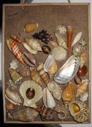 Exotic sea shell collectibles and souvenir items for you!