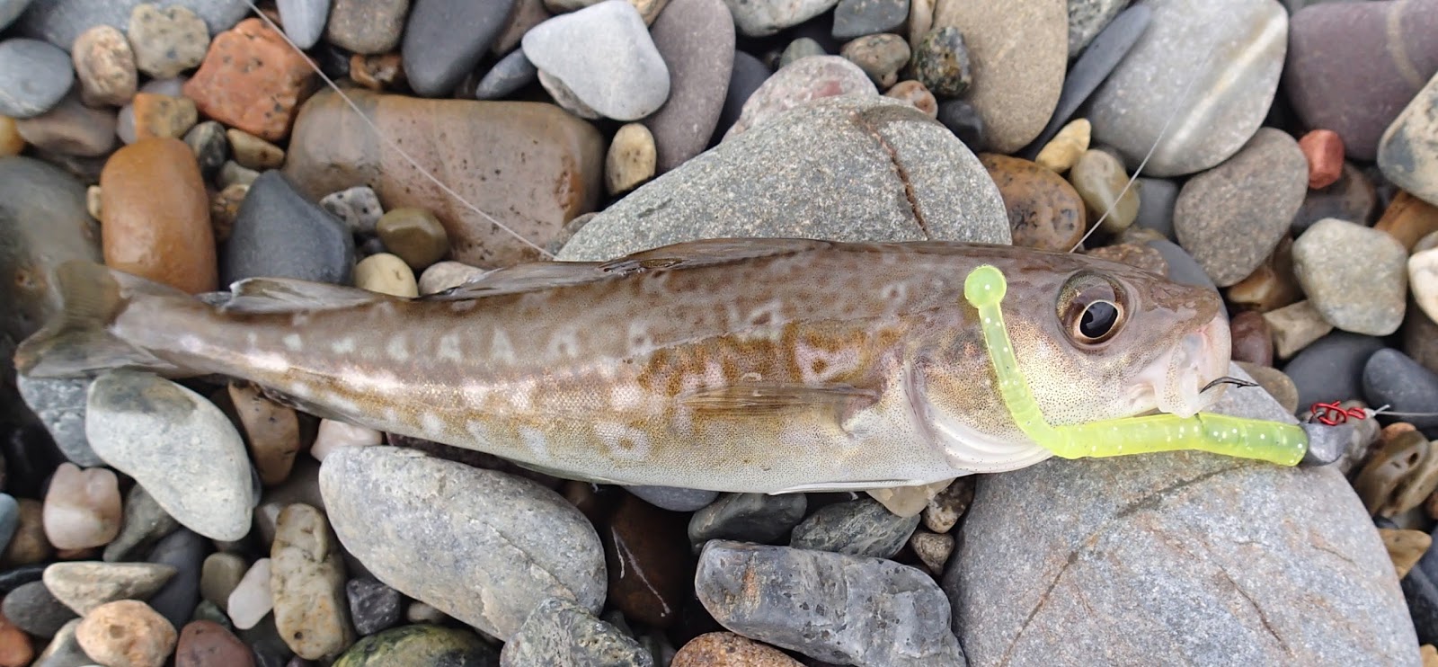 Lure and Light Game: Codling at Criccieth