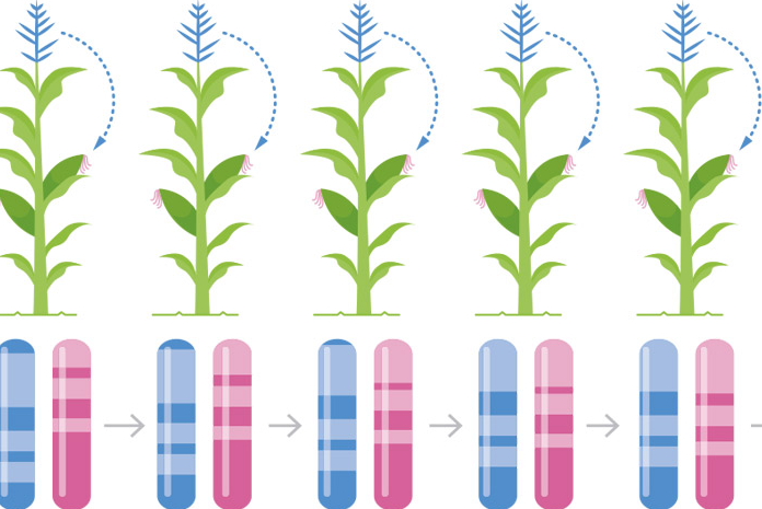 Online Agricultural Study: Genetics and Plant Breeding Quiz 4