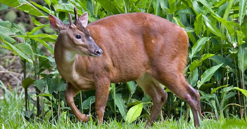 Argentina nativa: Corzuela roja (Mazama americana)