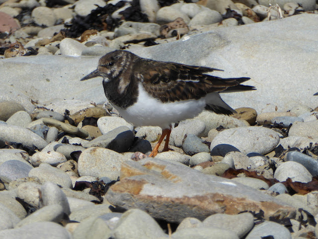 Fair Isle: Happy Easter! Random Photograrphs from this Morning.
