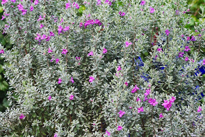 Gardening With Nature: Texas purple sage: A great waterwise plant