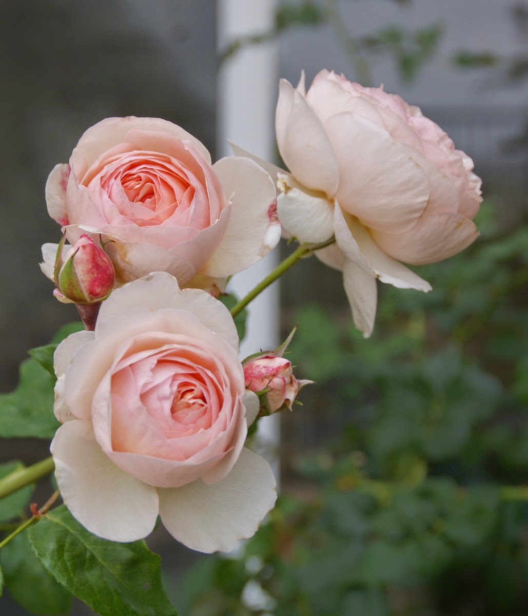 Organic Garden Dreams: April Roses