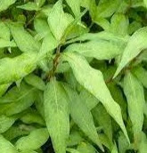 Anim Agro Technology: DAUN KESUM DAN FAKTA DI MEDIA