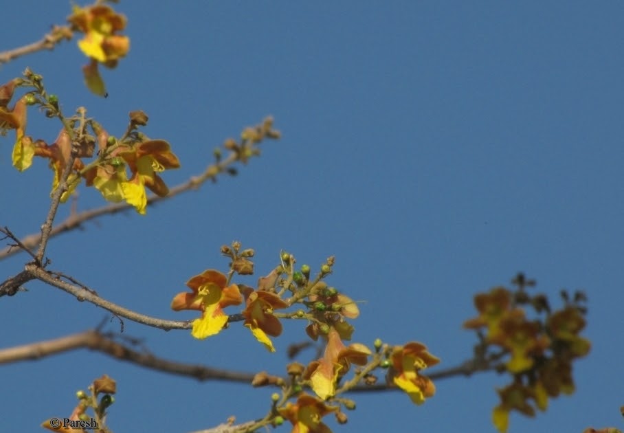 Gifting Trees...: The Kashmir Tree
