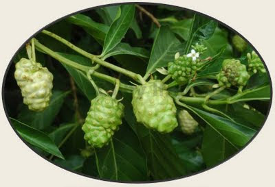 Naquem.: Getting to know the flora of Zambales