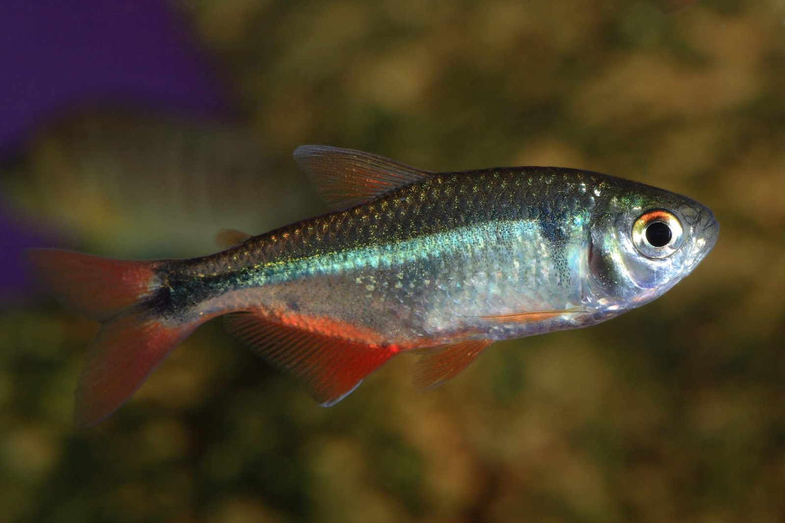 Buenos Aires Tetra - fish-hobbyist