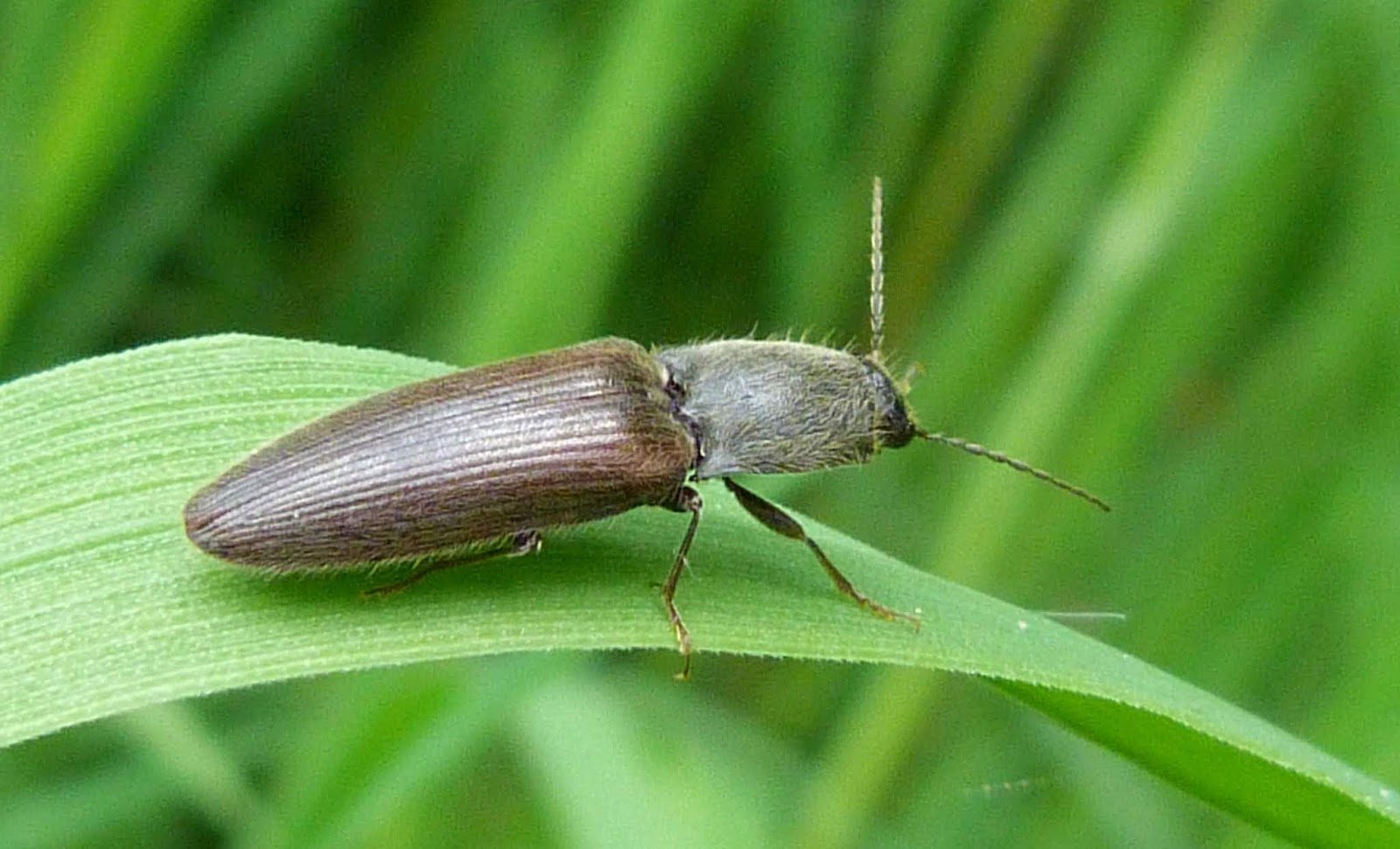 Insects of Scotland: Other Beetles
