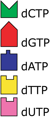 VDU's blog: PCR primers...a primer!