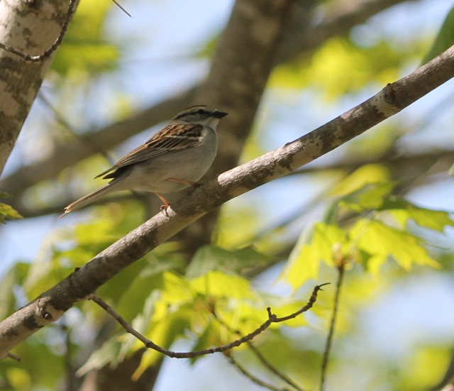 Reflections from Crumbly Acres: CHipping sparrow nest