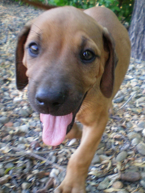 Cute Puppies Breeds Pictures