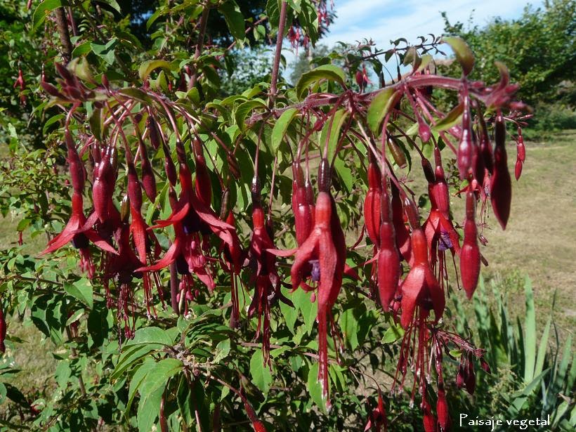 Paisaje vegetal: agosto 2012